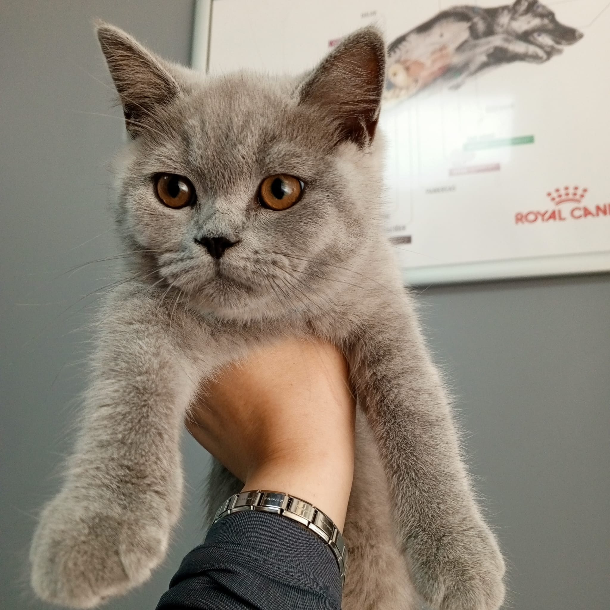 Kedilerde Aşılamanın Önemi - Sevginin İzinde Bloglar